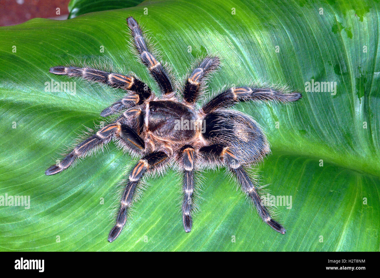 Chaco Golden Knee Tarantula (Grammostola Pulchripes Stock Photo - Alamy