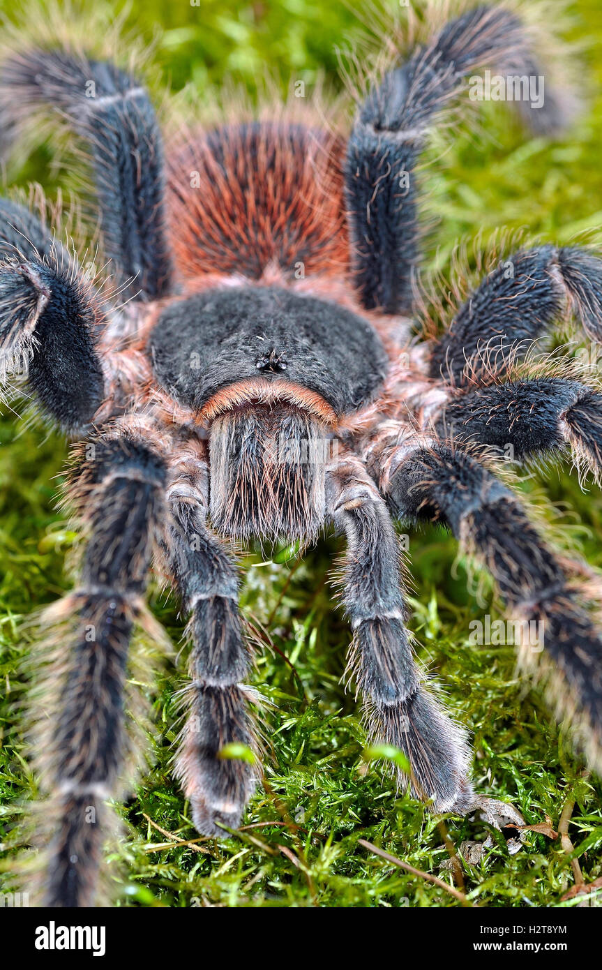 Bahia Scarlet Bird Eater Tarantula male (lasiodora Klugi Stock Photo ...
