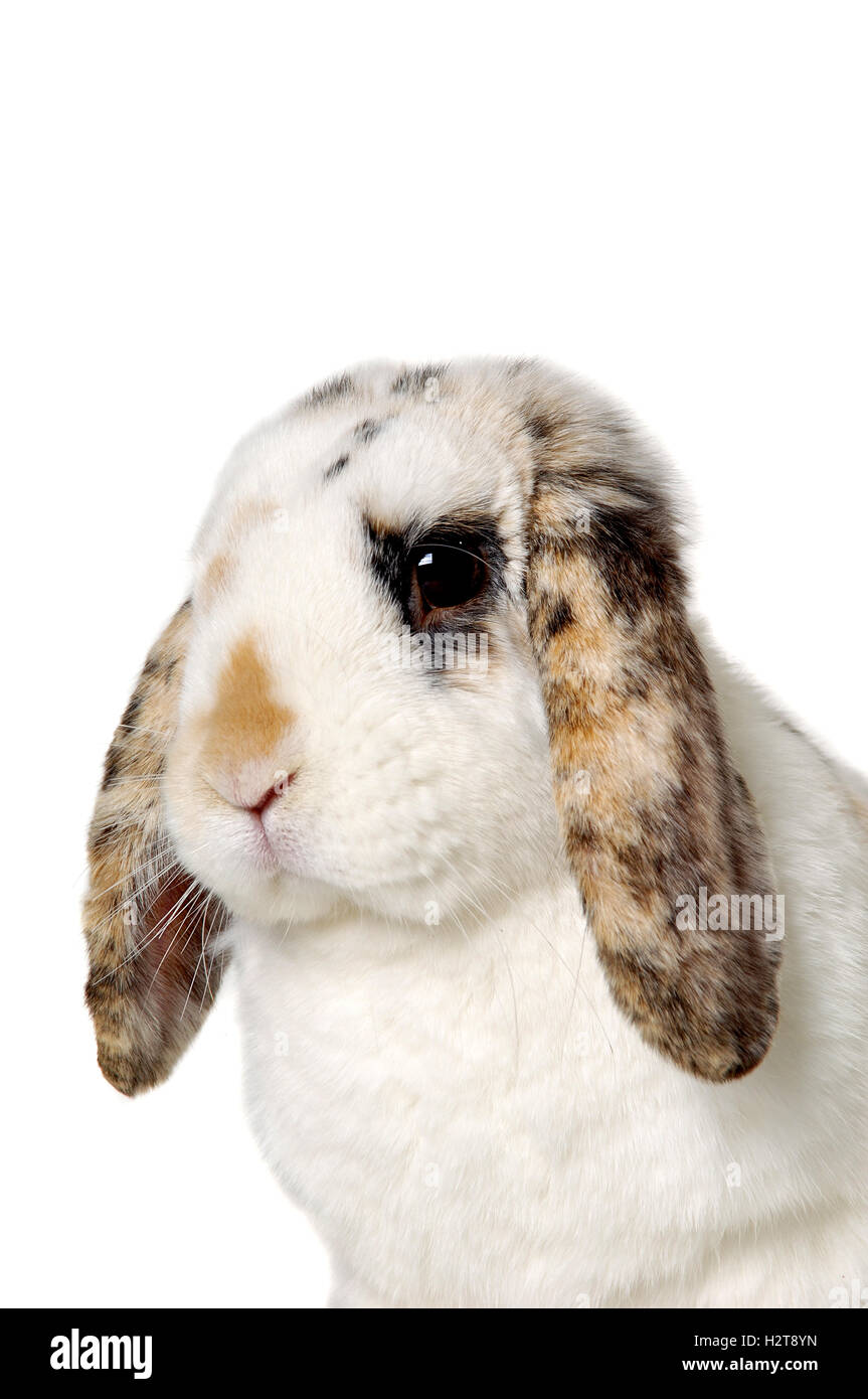 Happy sad rabbit hi-res stock photography and images - Alamy