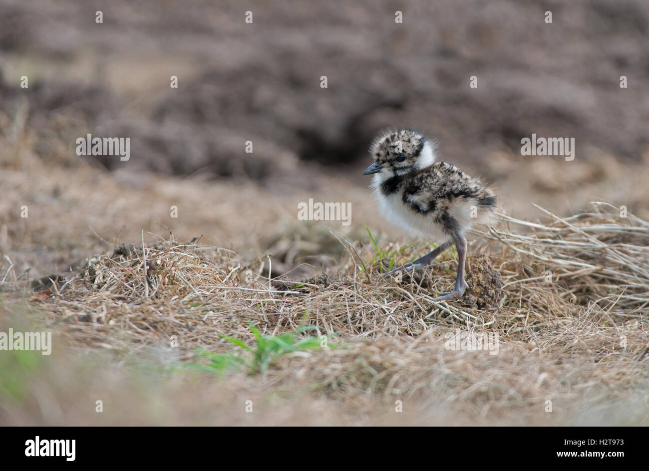 Baby lapwing hi-res stock photography and images - Alamy