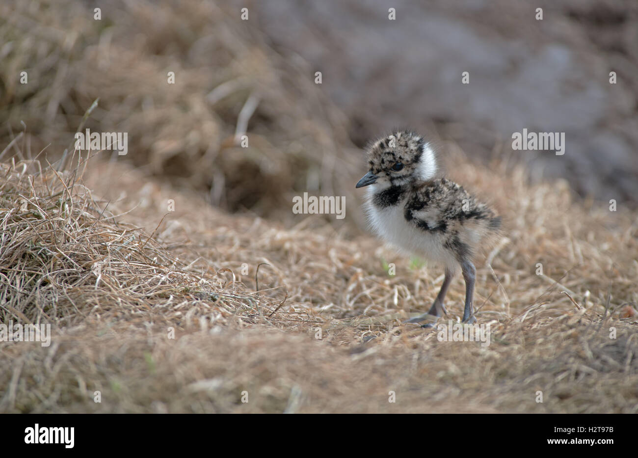 Baby lapwing hi-res stock photography and images - Alamy