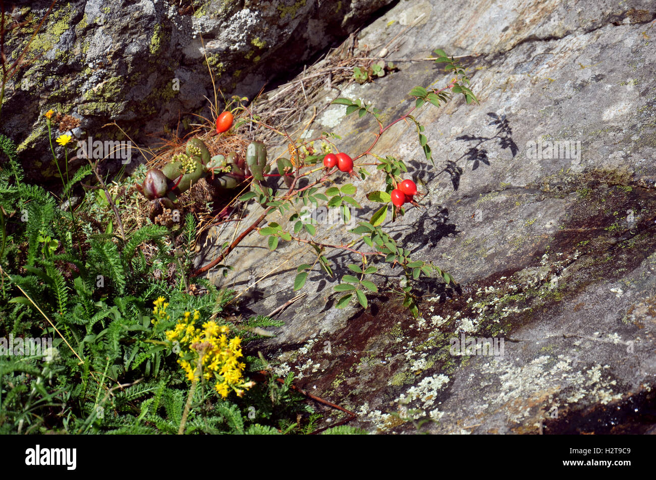 Rosehip, rose bush to rock on the Swedish west coast summertime Stock ...