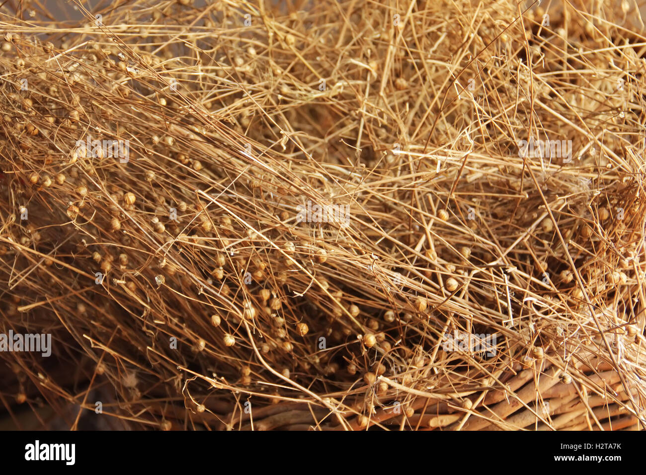 Dry flax stem hi-res stock photography and images - Alamy