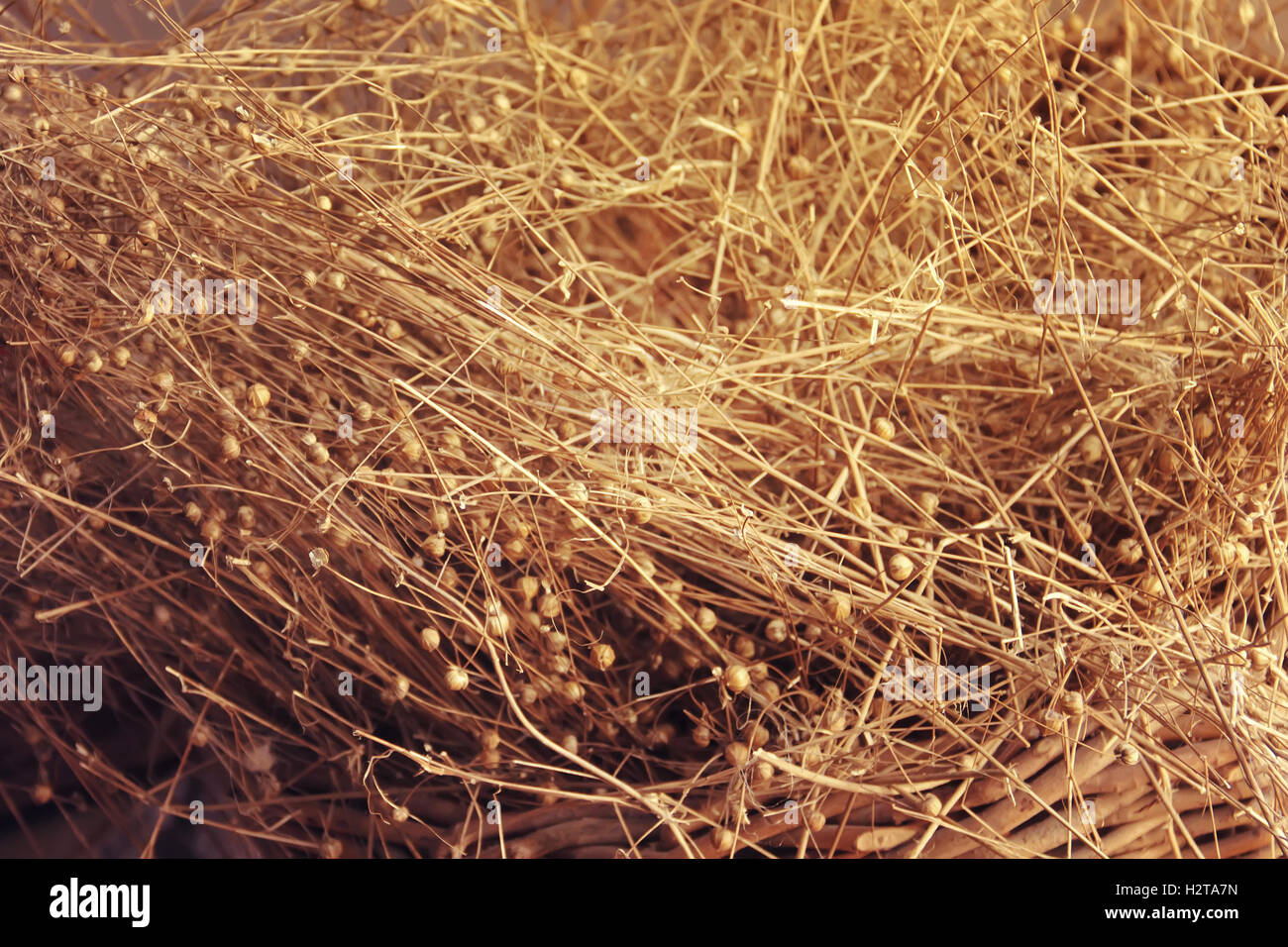 Flax plant hi-res stock photography and images - Alamy