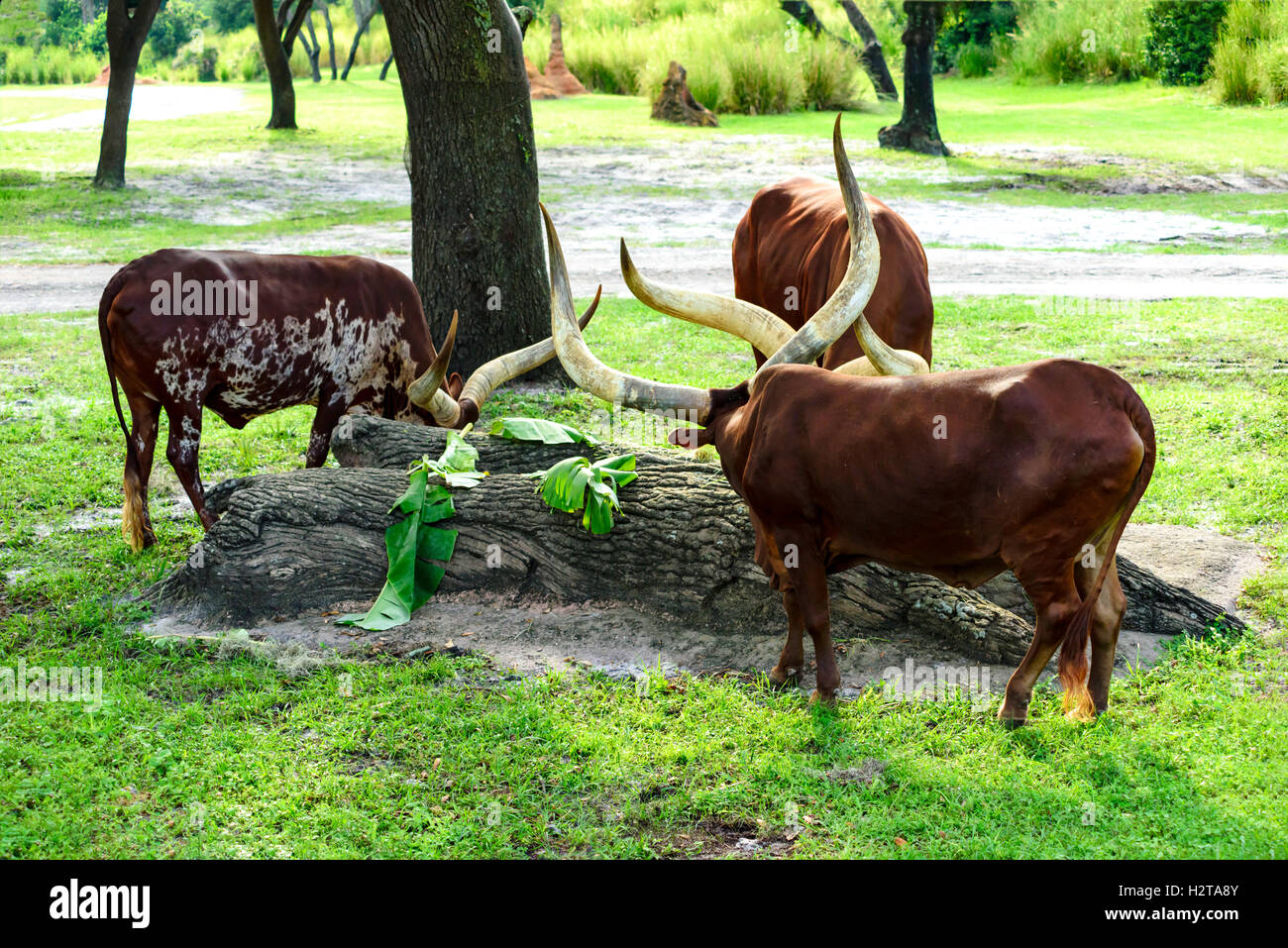 Ankole Longhorn also know as Egyptian Longhorn at Disney's Animal ...