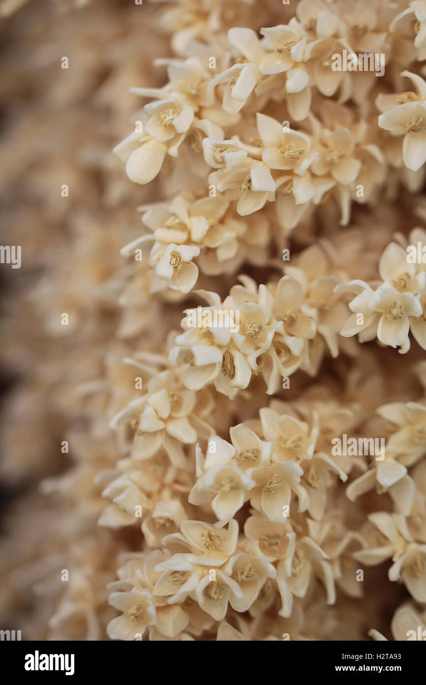 Phoenix dactylifera date palm tree hi-res stock photography and images ...