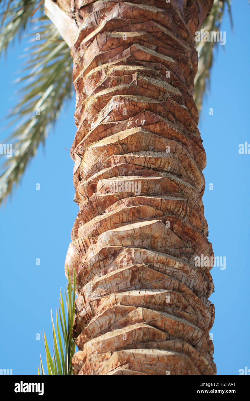 Date palm trunk close up beautiful photo Stock Photo - Alamy Date palm trunk close up beautiful photo Stock Photo - Alamy