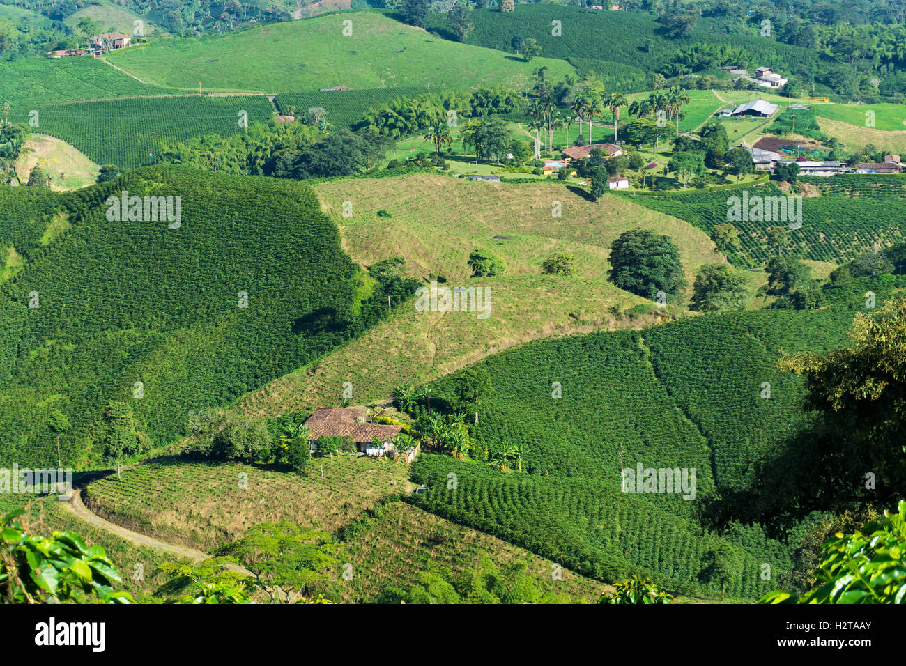 Coffee Plantation Landscape High Resolution Stock Photography and ...