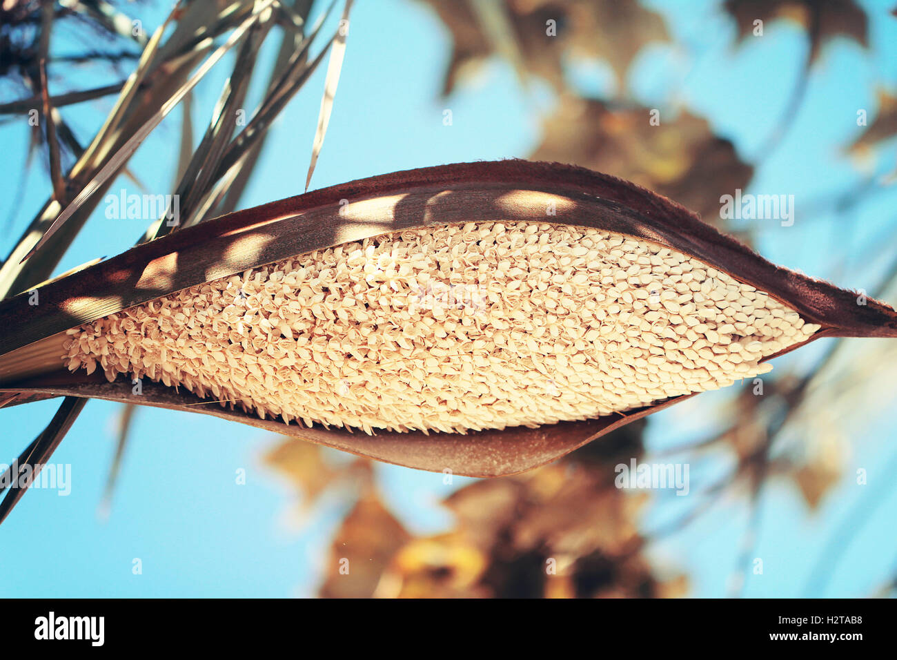 Date palm with blossom flowers close up Stock Photo - Alamy