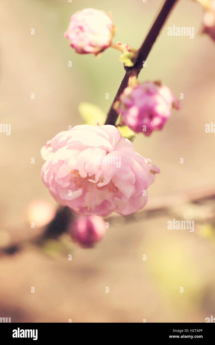 Japanese almond tree hi-res stock photography and images - Alamy