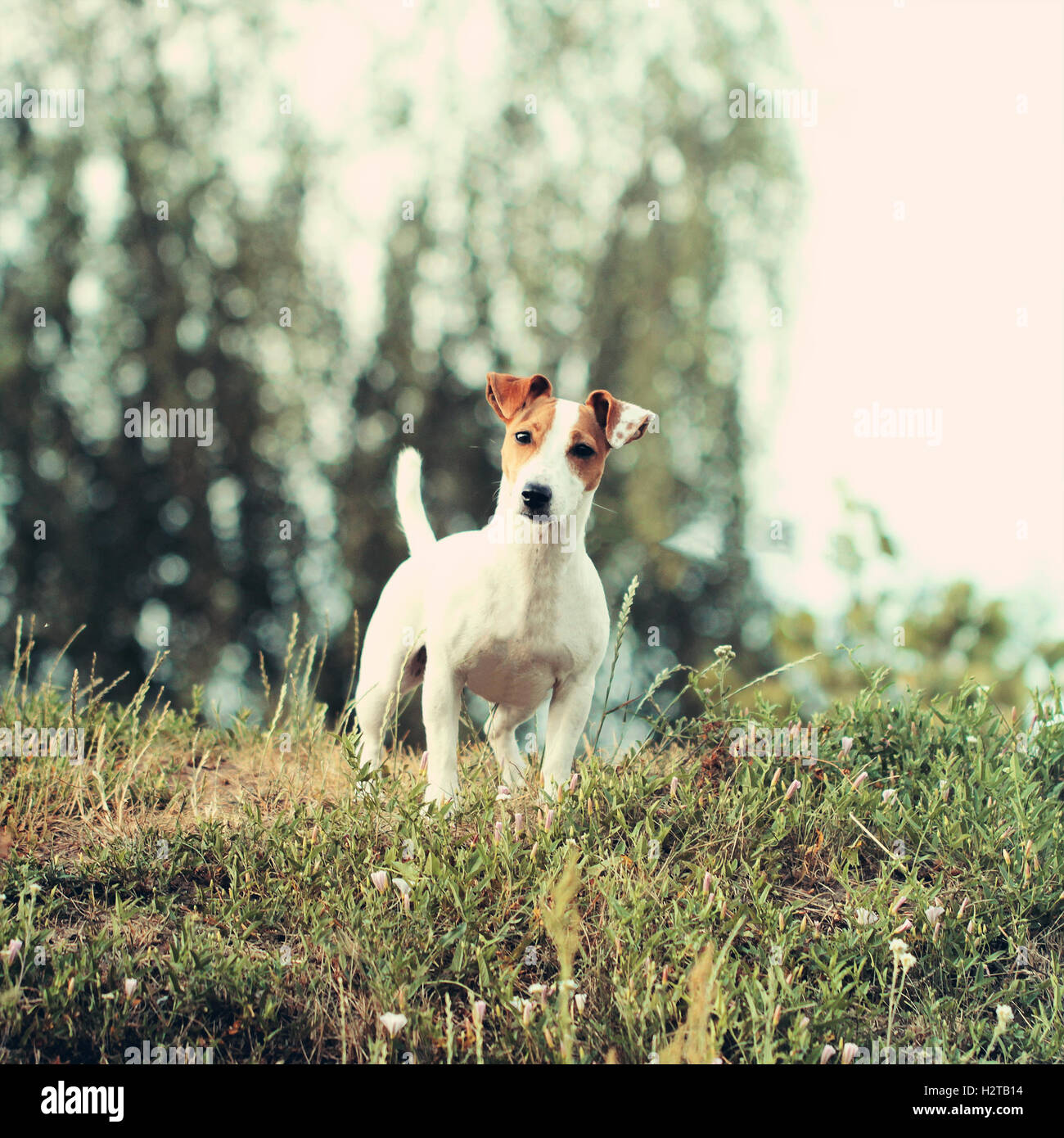 Jack Russell Terrier beautiful small cute young dog Stock Photo - Alamy