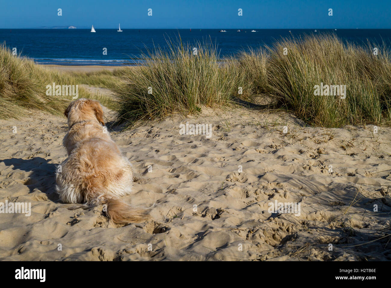 golden retriever watching in the sand dunes on sunny day Stock Photo ...
