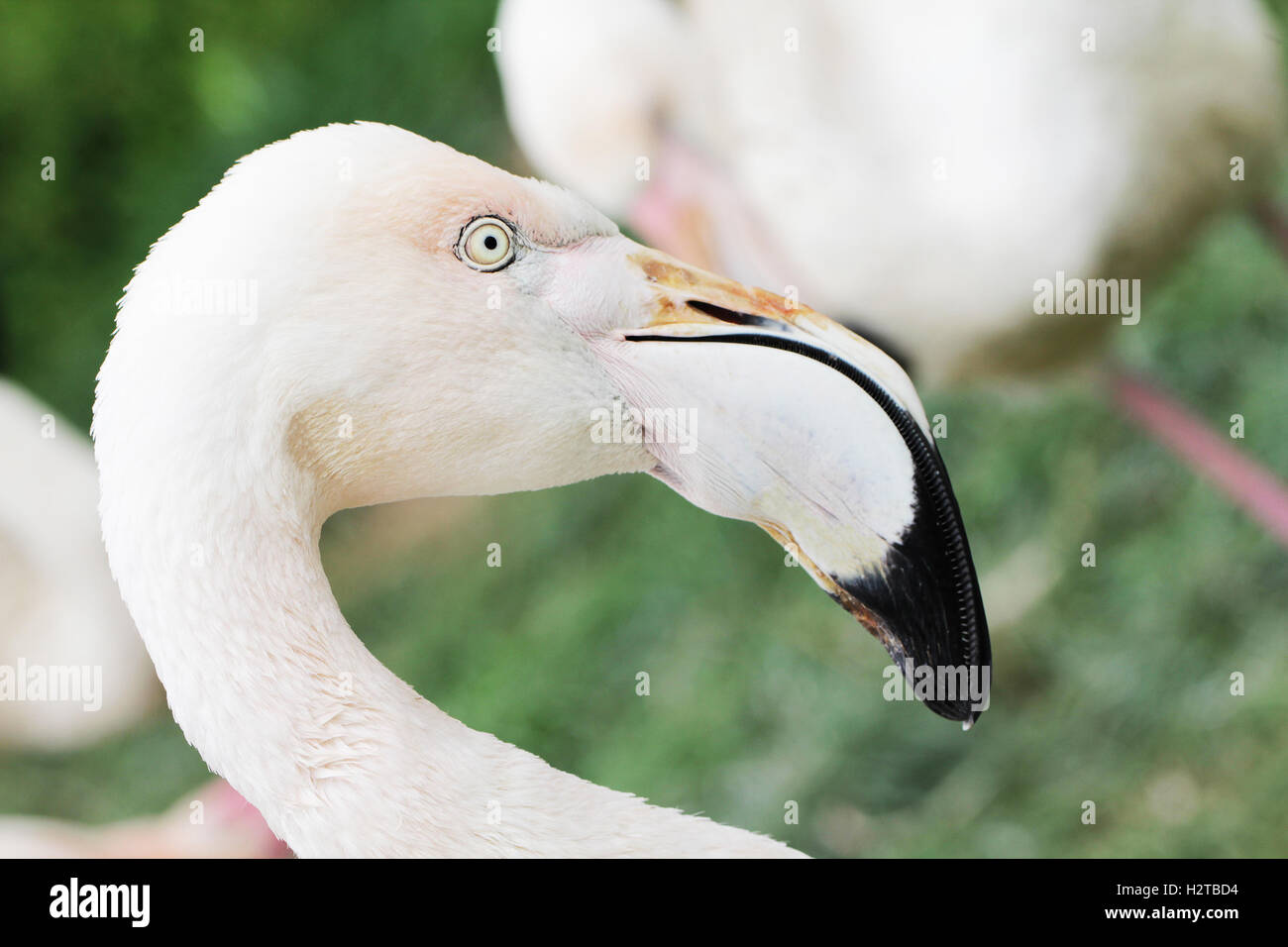 Head of flamingo close up animal portrait Stock Photo - Alamy
