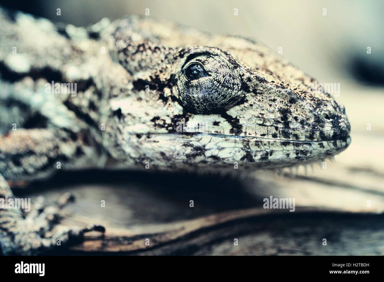 Chinese Lizard Tail Stock Photos & Chinese Lizard Tail Stock Images - Alamy