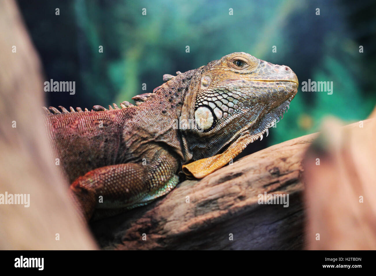 Lizard close up macro animal portrait photo Stock Photo - Alamy