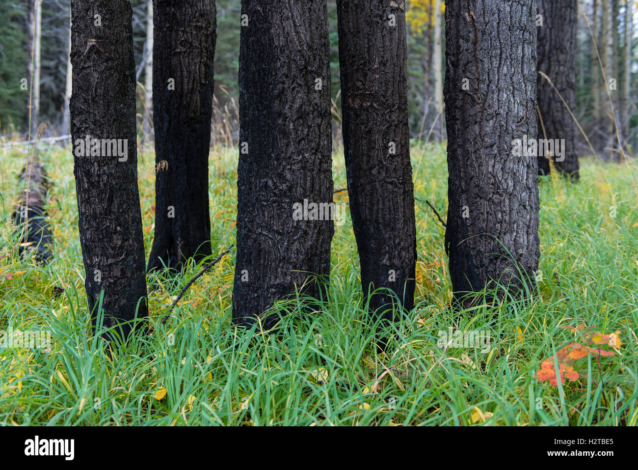 Prescribed forest fire site of 1993, Sawback Range, Bow Valley Parkway ...