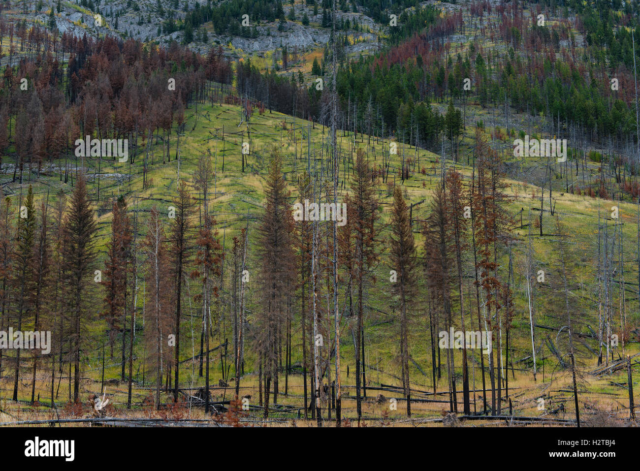 Prescribed forest fire site of 1993, Sawback Range, Bow Valley Parkway ...