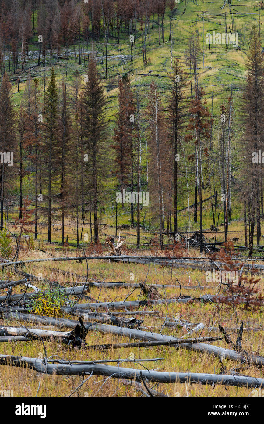 Prescribed forest fire site of 1993, Sawback Range, Bow Valley Parkway ...