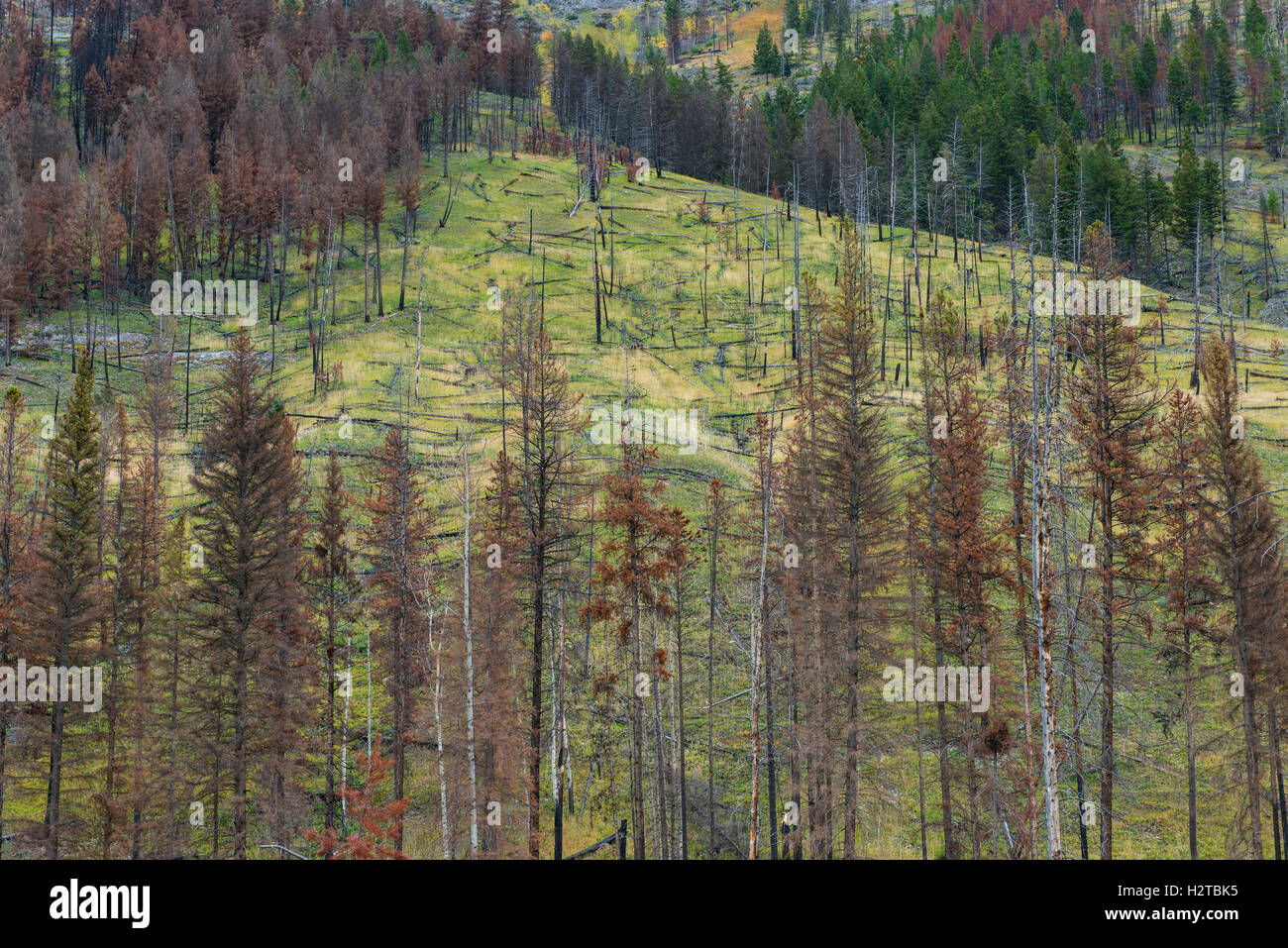 Prescribed forest fire site of 1993, Sawback Range, Bow Valley Parkway ...