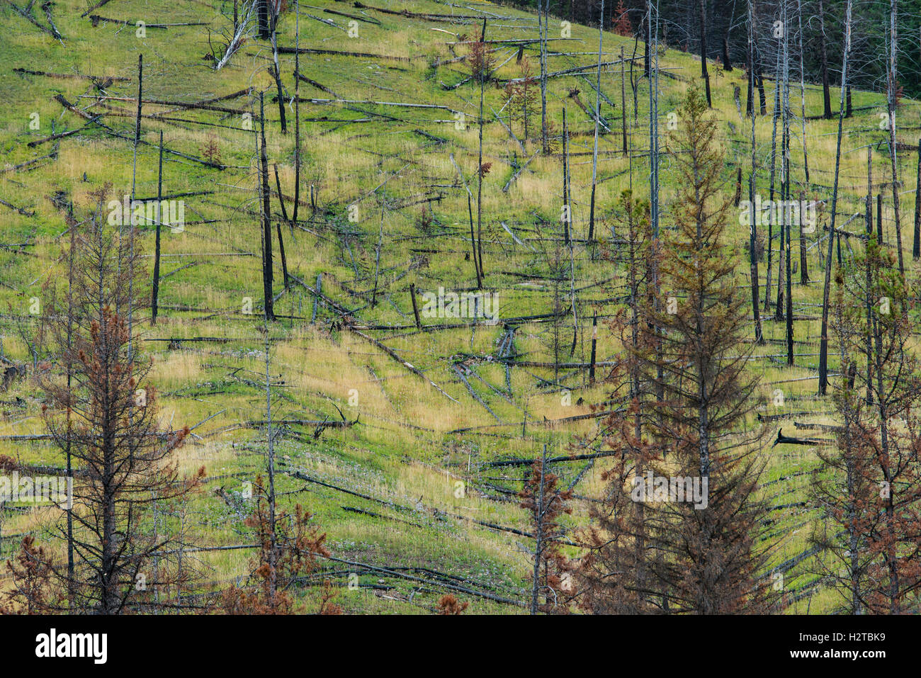 Prescribed forest fire hi-res stock photography and images - Alamy