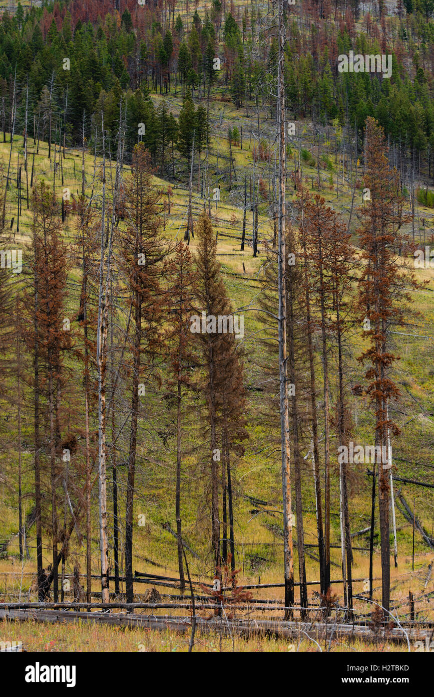 Prescribed forest fire site of 1993, Sawback Range, Bow Valley Parkway ...