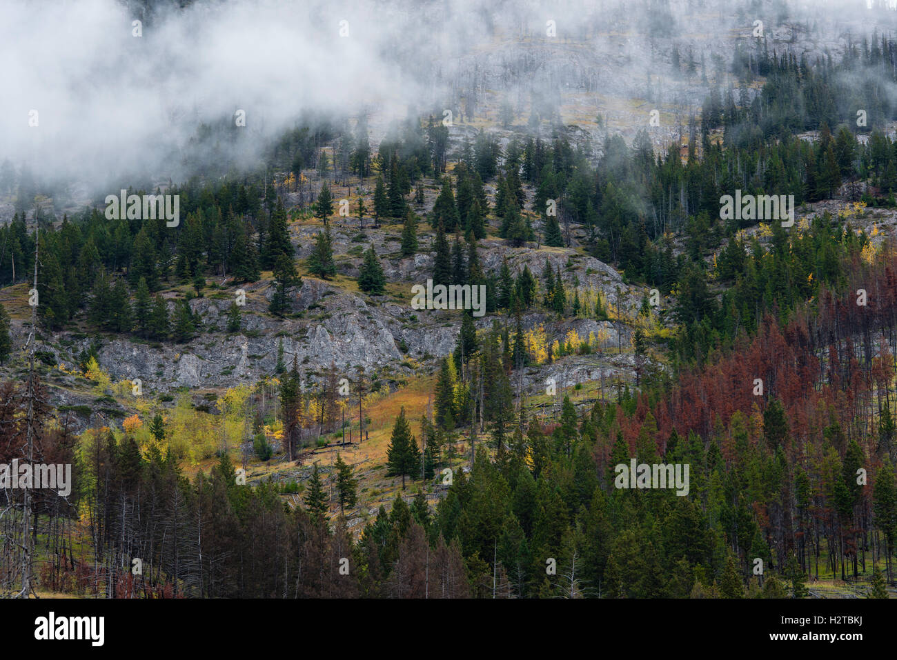 Prescribed forest fire site of 1993, Sawback Range, Bow Valley Parkway ...