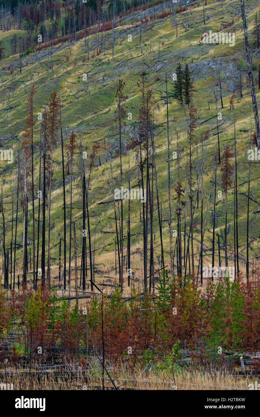 Prescribed forest fire site of 1993, Sawback Range, Bow Valley Parkway ...