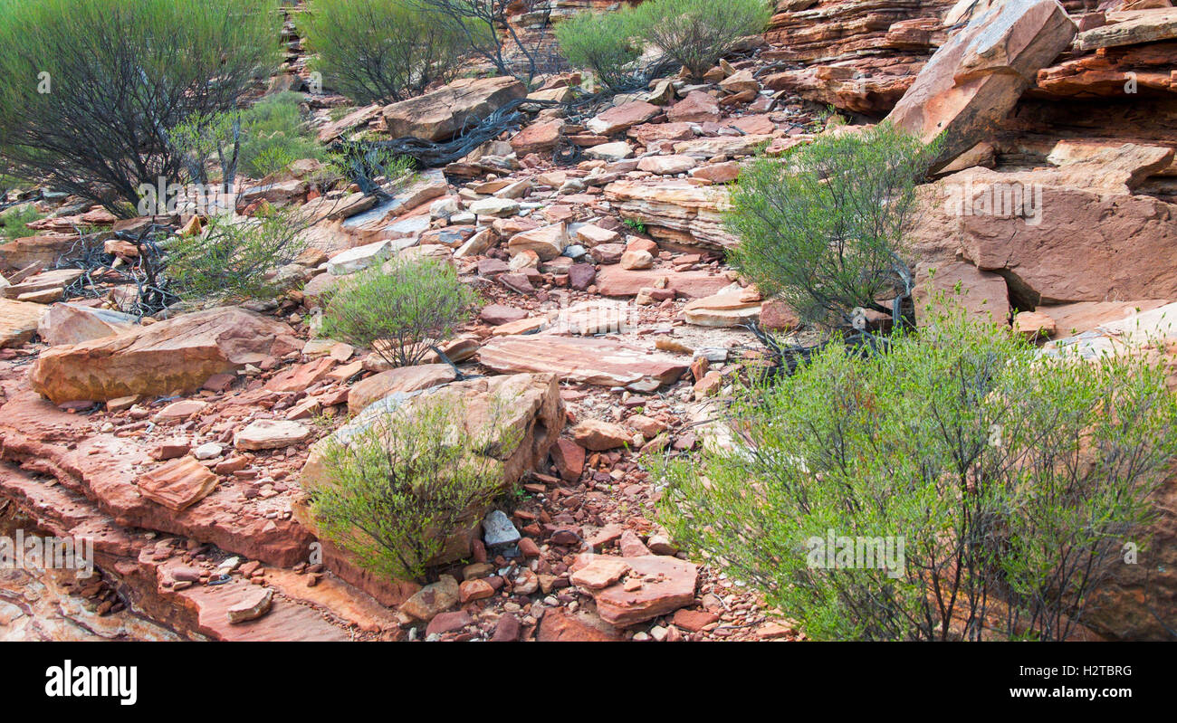 Detail of the rugged sandstone terrain with plants in the Kalbarri ...