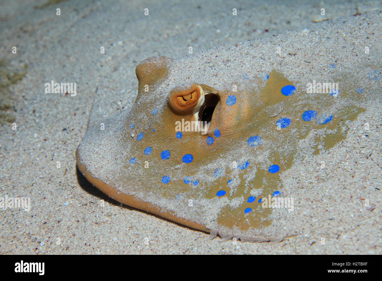 Bluespotted stingray (Taeniura lymma) on the sandy bottom of the Red ...