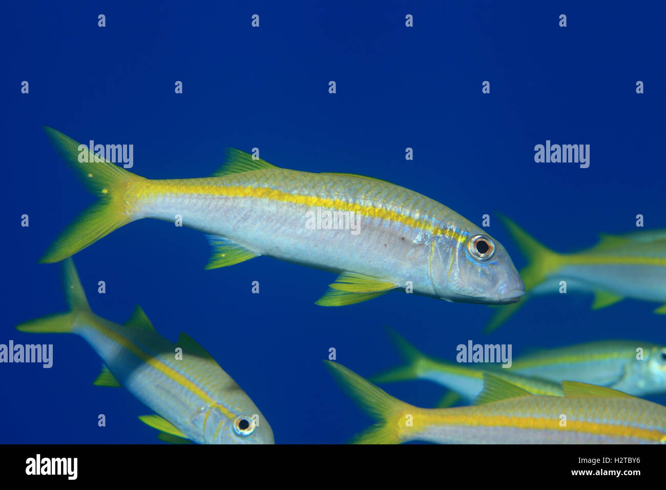 Yellowfin goatfish (Mulloidichthys vanicolensis) underwater in the ...