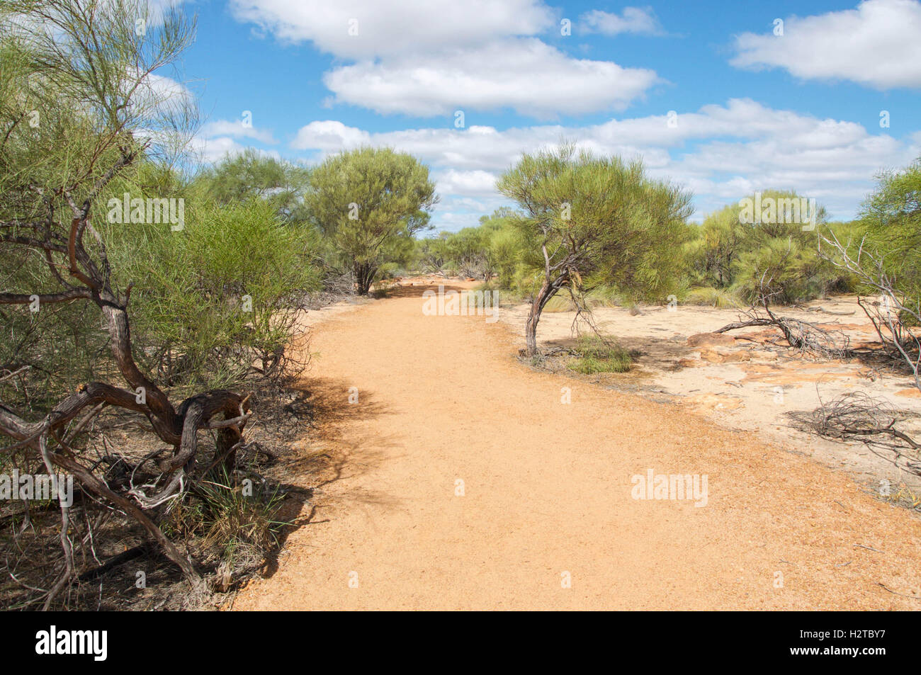 Footpath in diminishing perspective running through the native bushland ...