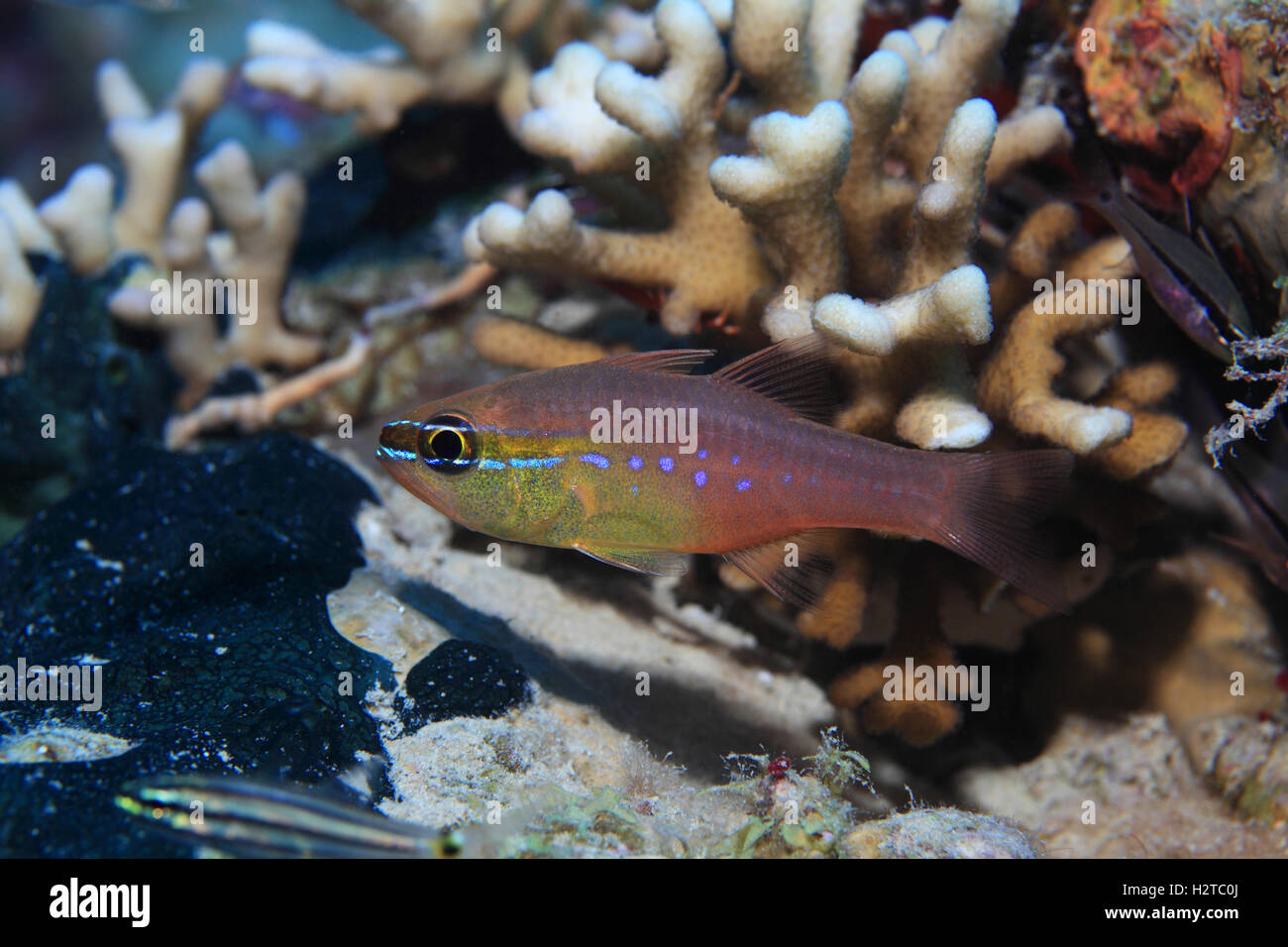 Short tooth cardinal hi-res stock photography and images - Alamy