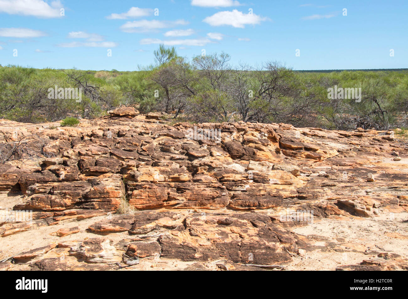 Rugged sandstone terrain at Kalbarri National Park with native plants ...