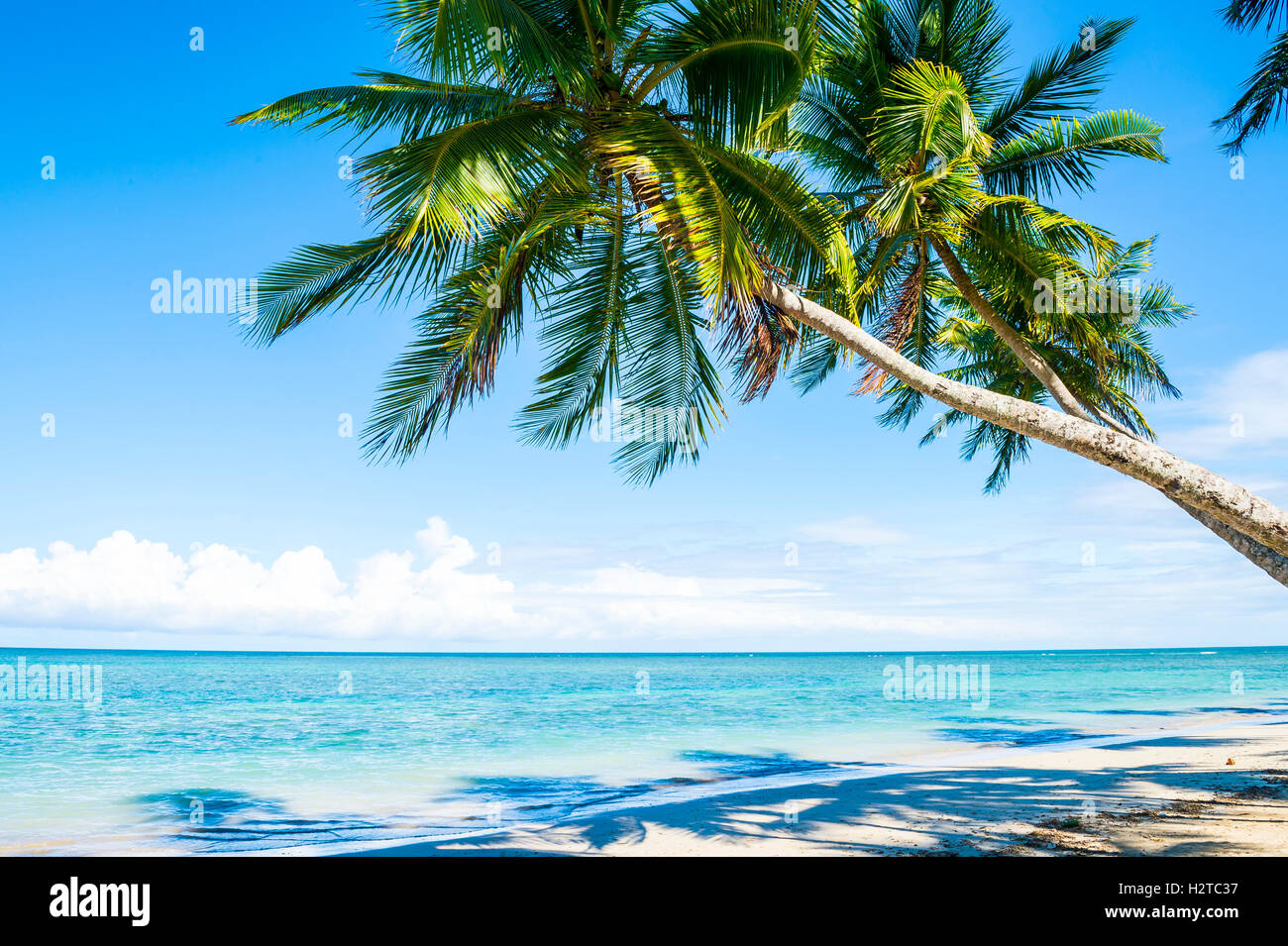 Palm trees cast shadows on wide remote tropical Brazilian island beach ...