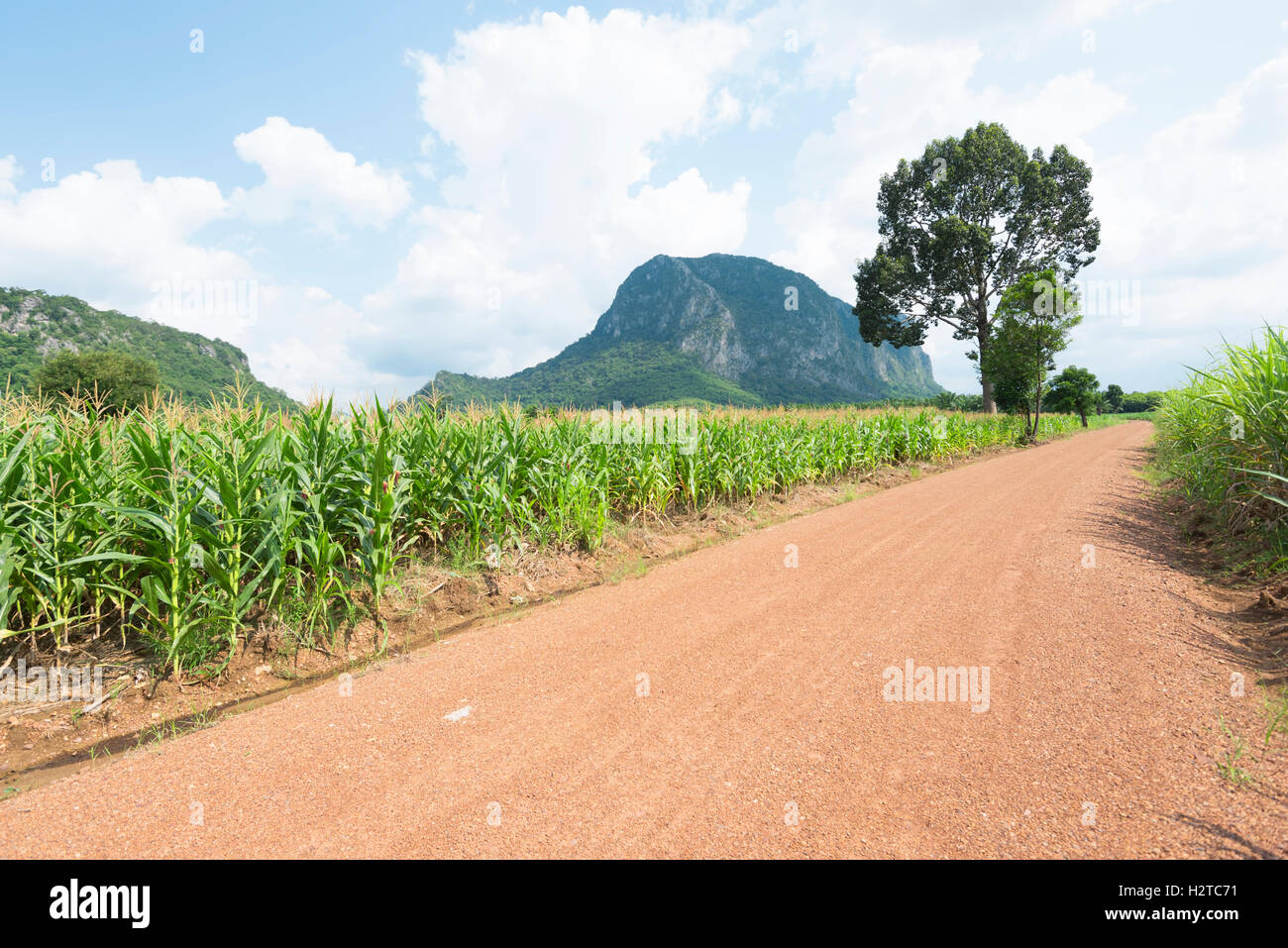 Corn fields with perspective hi-res stock photography and images - Alamy