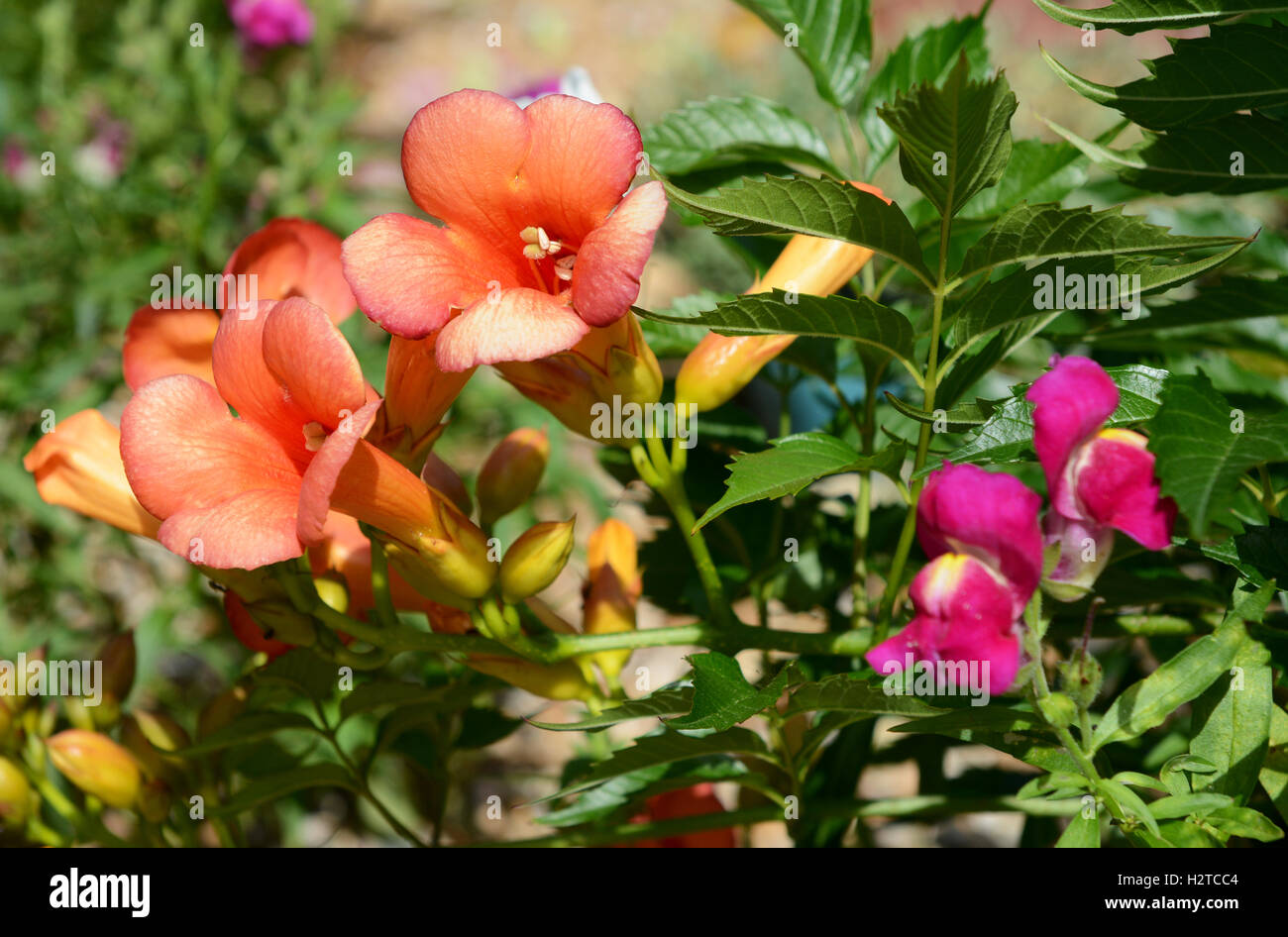 Campsis - trumpet vine - and antirrhinum - snapdragon - flowers among ...