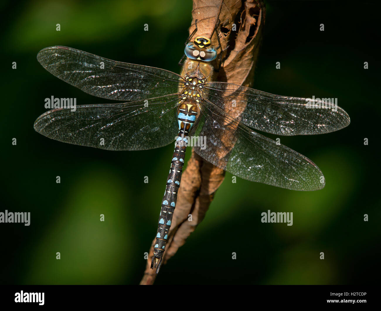 Migrant Hawker Dragonfly, Aeshna mixta, male at rest on dead leaf ...
