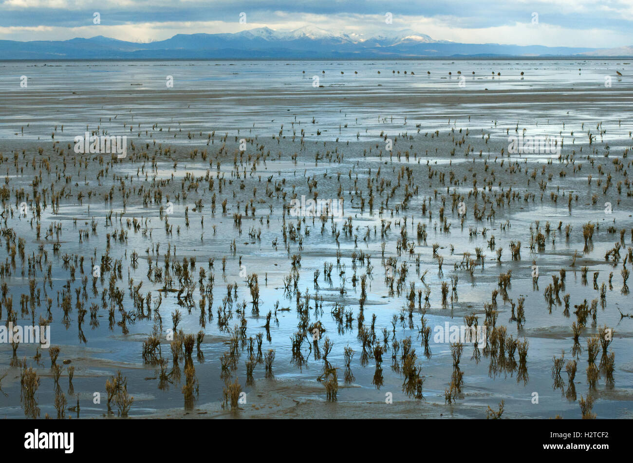 Sandflats hi-res stock photography and images - Alamy