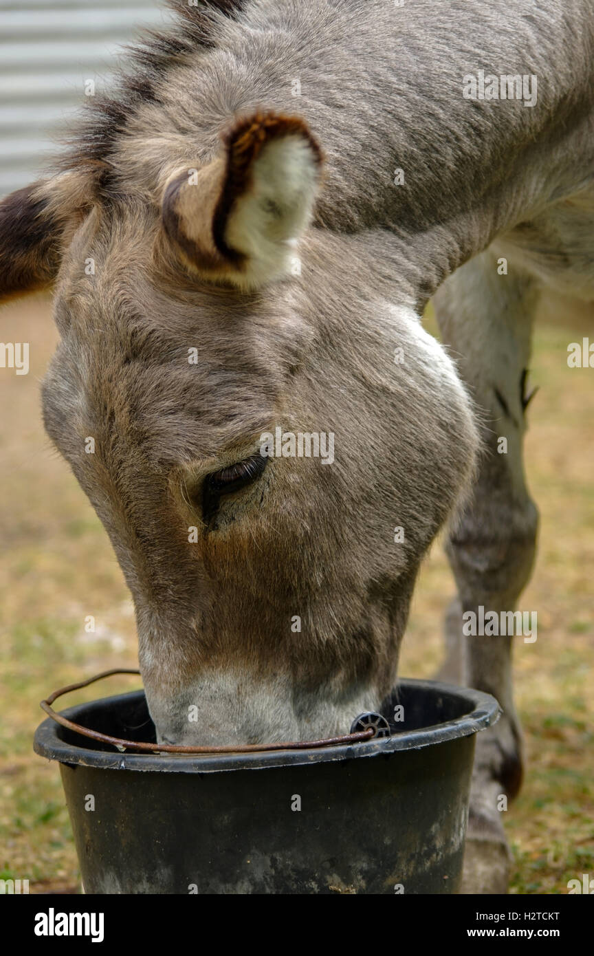 Donkey drinking water out of his trough Stock Photo - Alamy