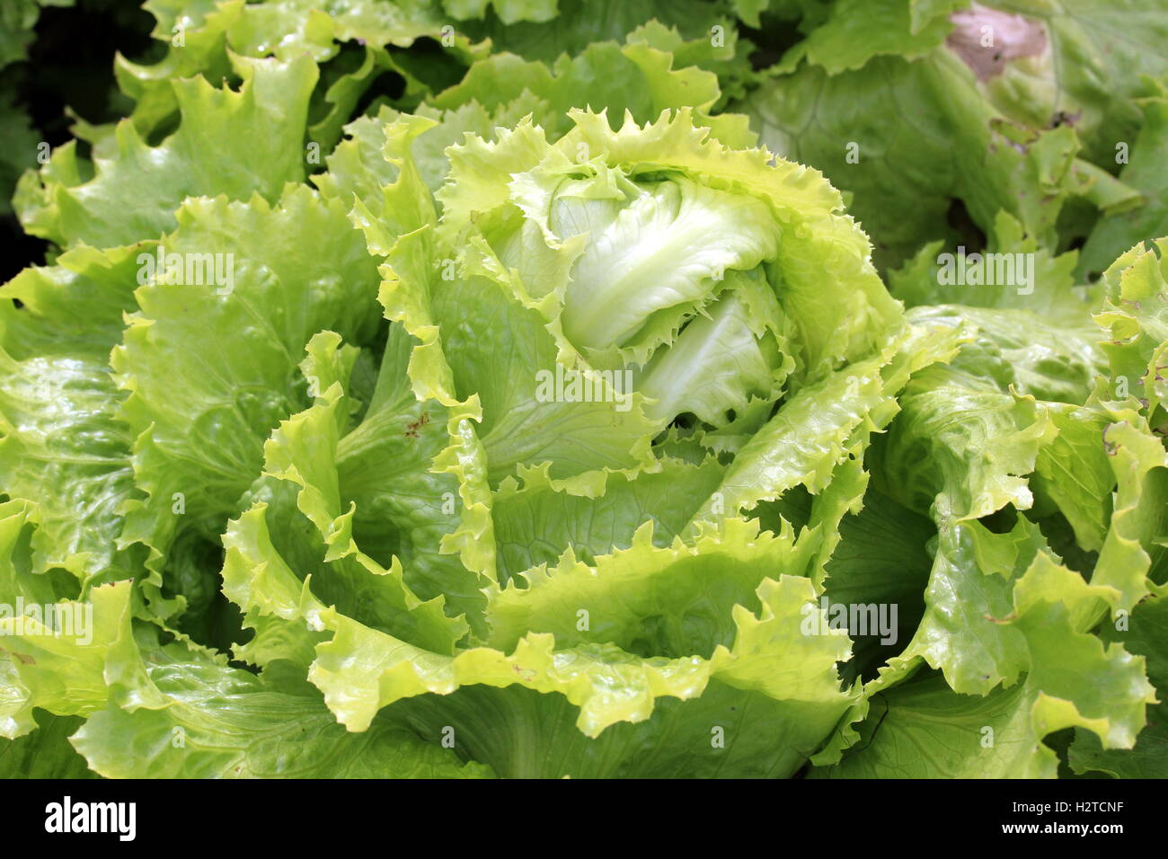 Cos lettuce leaves hi-res stock photography and images - Alamy