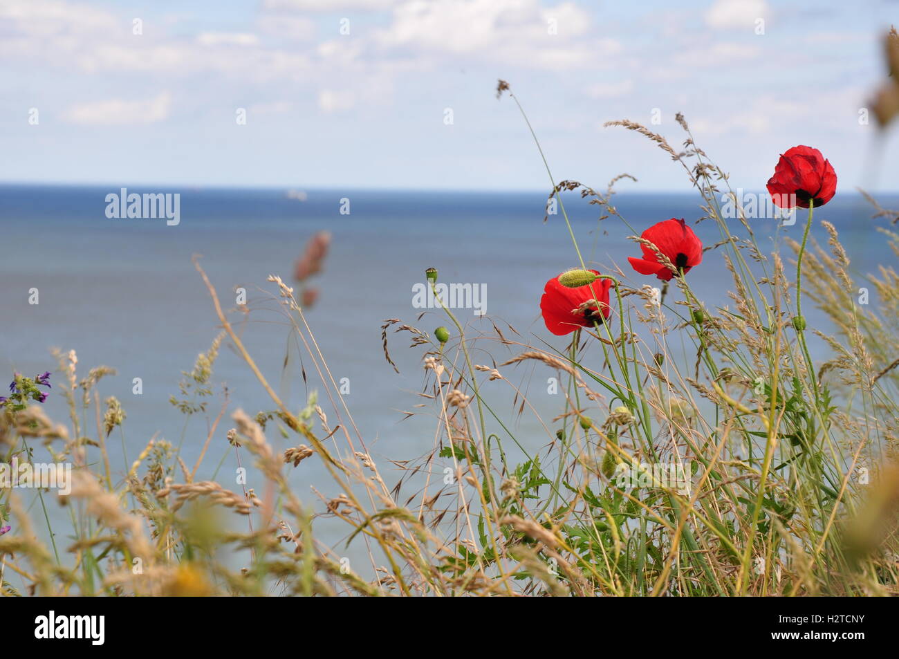 Three poppies and sea Stock Photo - Alamy