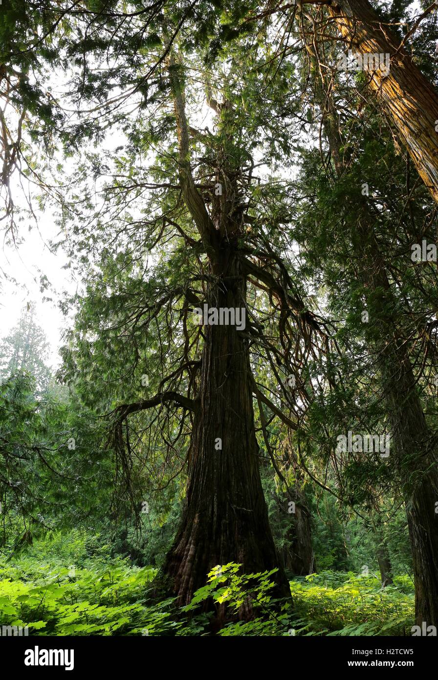 Cedar forest hi-res stock photography and images - Alamy