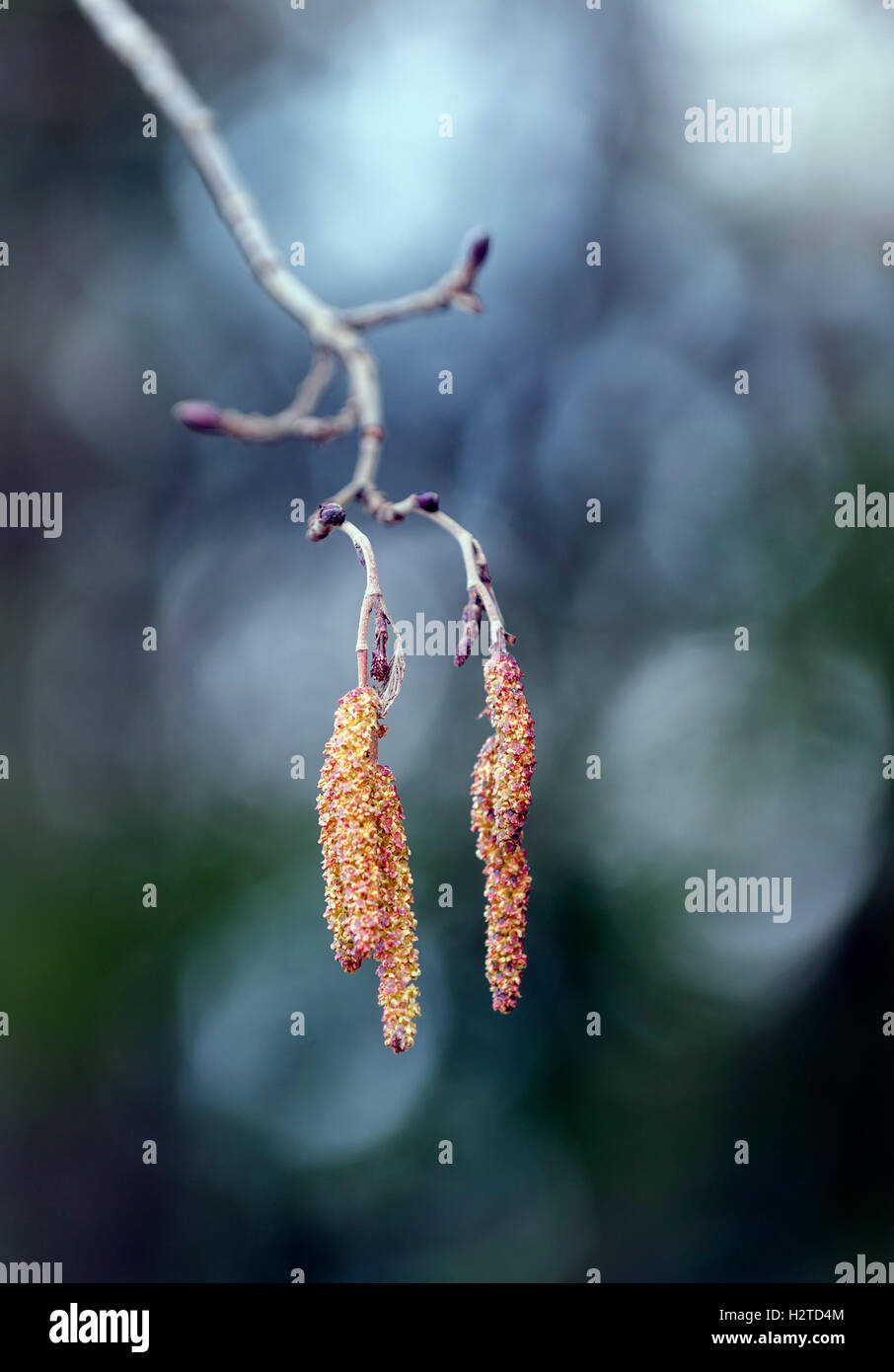 Catkin plant hi-res stock photography and images - Alamy