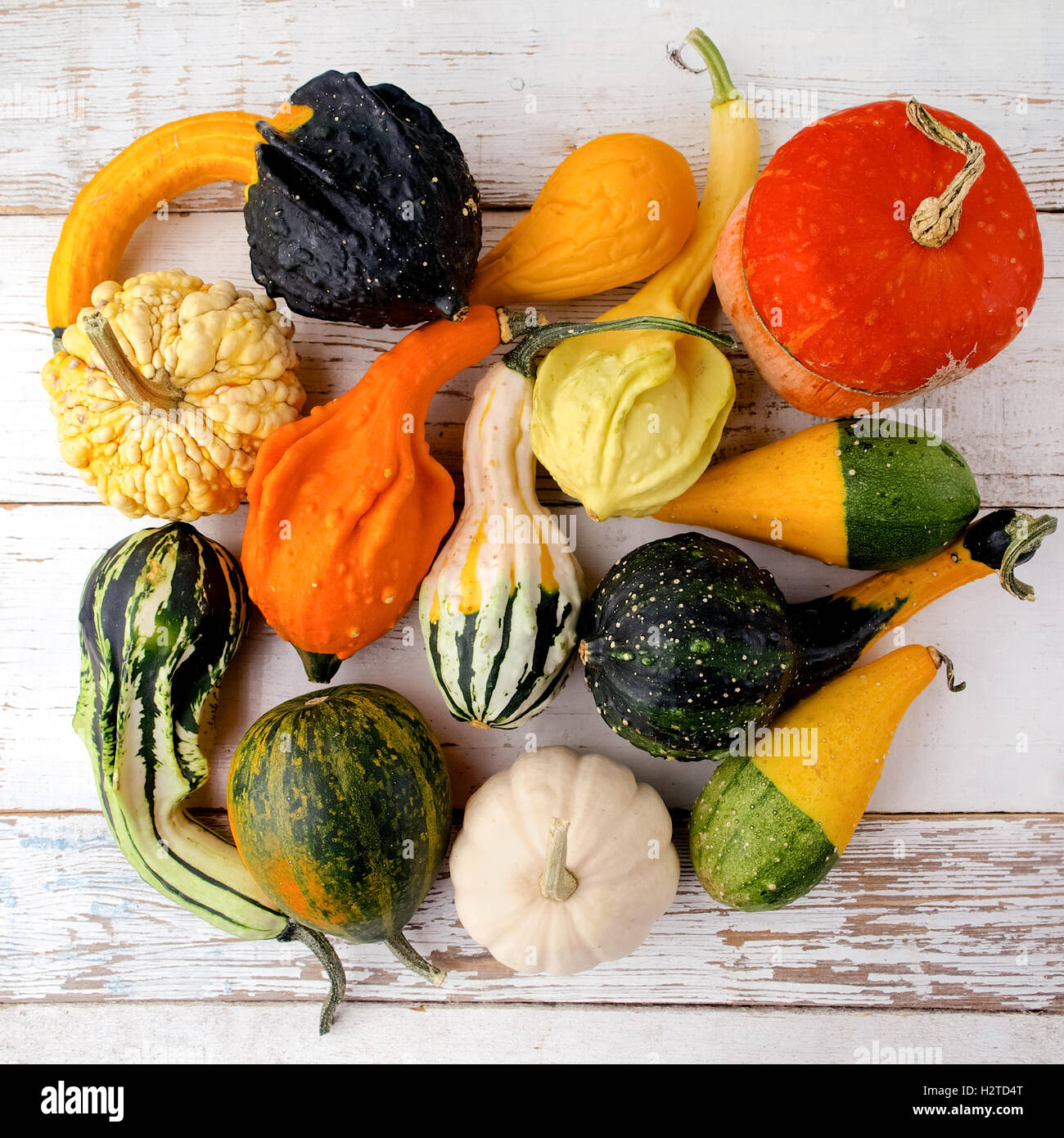 Autumn harvest bright decorative pumpkins. Top view. Flat lay Stock ...