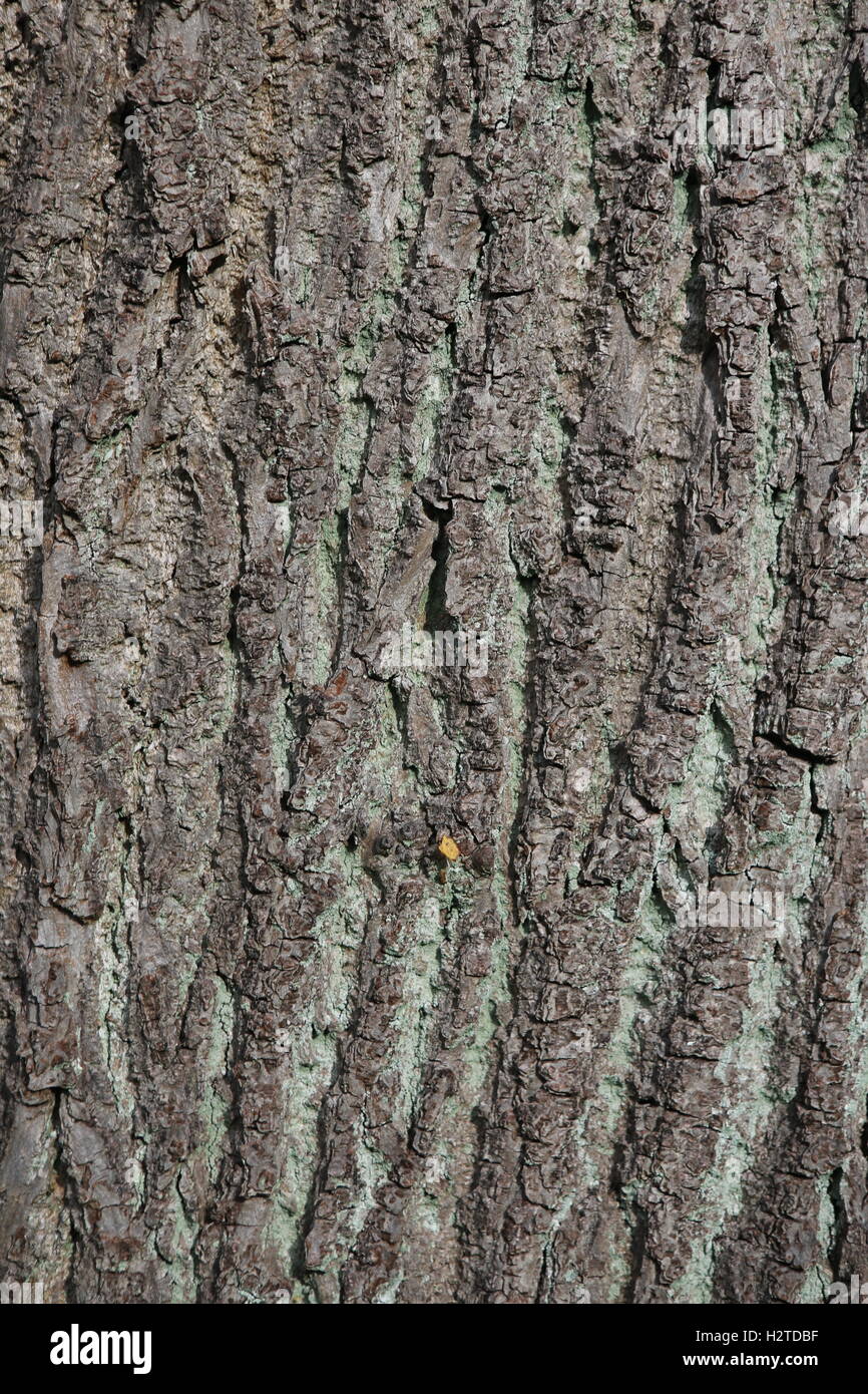 Oak bark oak Tree Stock Photo - Alamy