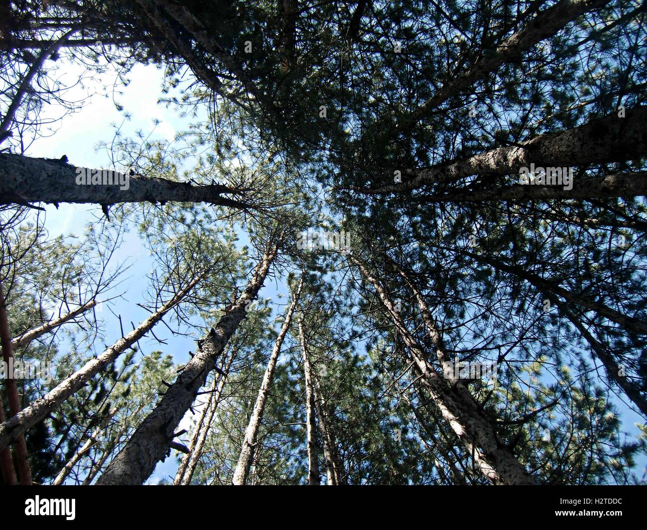 View through trees into blue sky hi-res stock photography and images ...