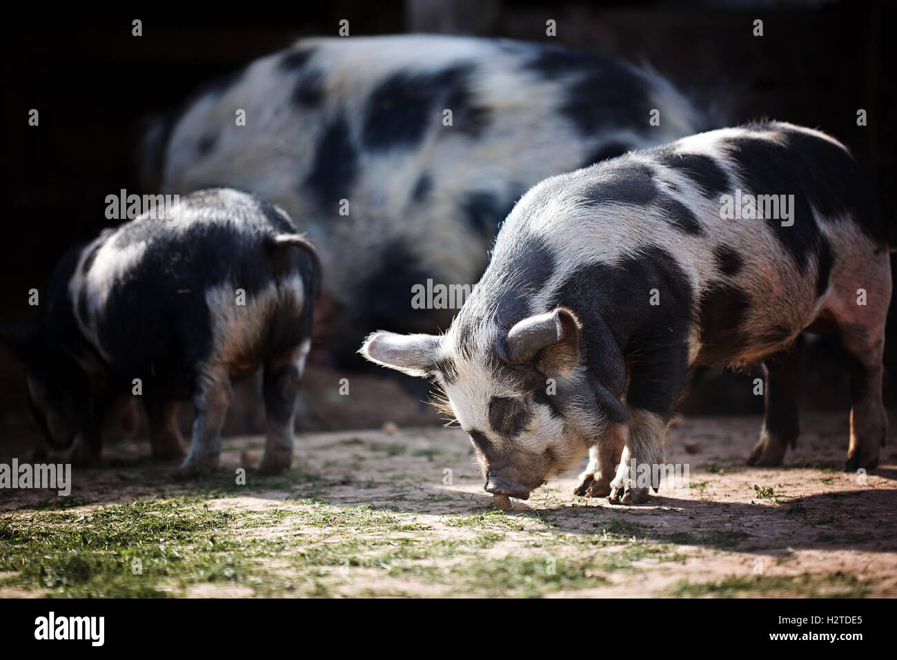 Family of old spot pigs on a farm Stock Photo - Alamy
