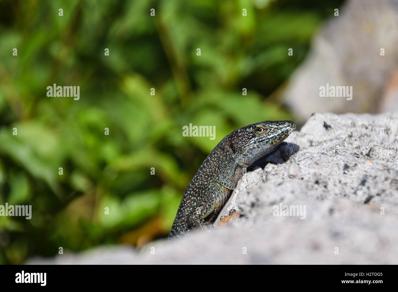 Madeira wall lizard basking in the sun over rocks - Teira dugesii Stock ...