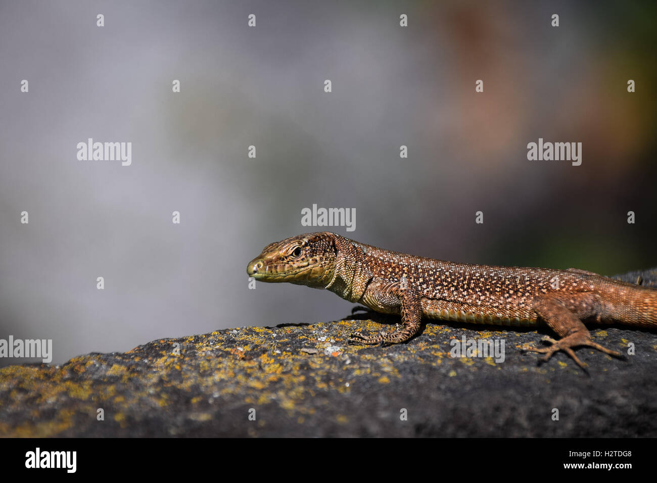 Madeira wall lizard basking in the sun - Teira dugesii Stock Photo - Alamy