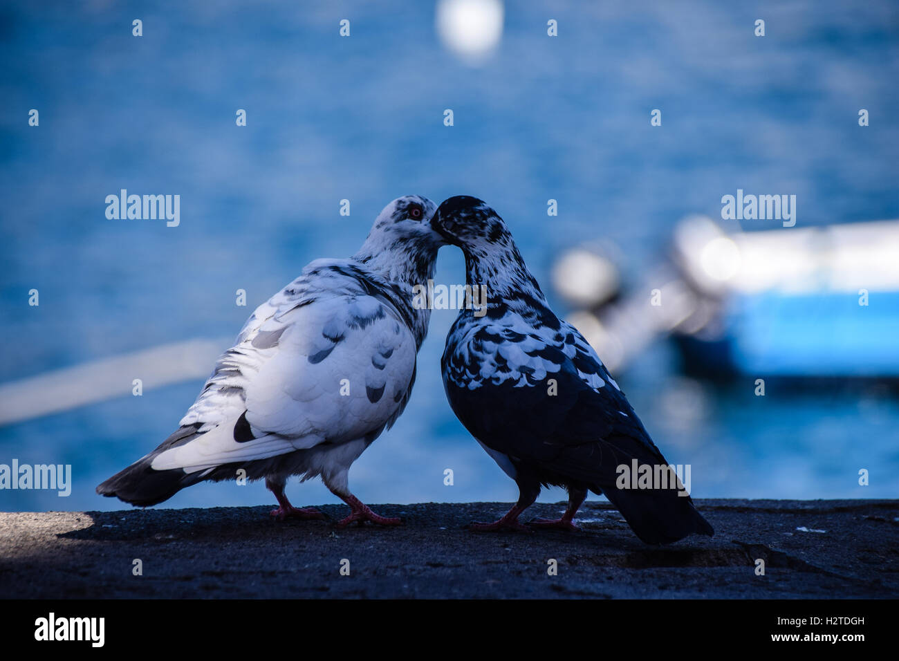 Two pigeons mating behaviour Stock Photo - Alamy